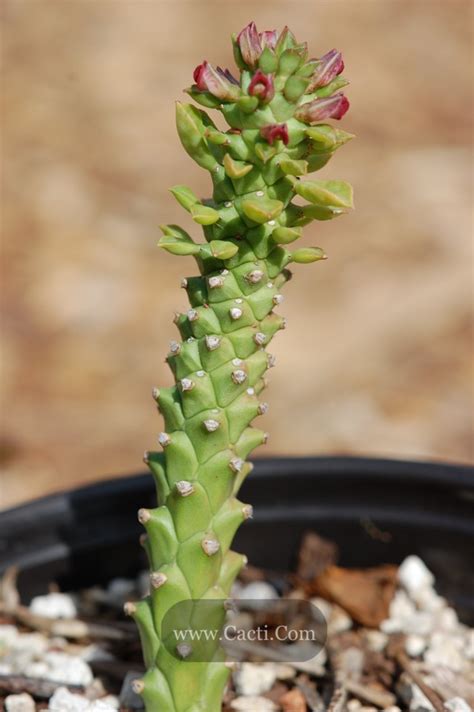 Monadenium Guentheri