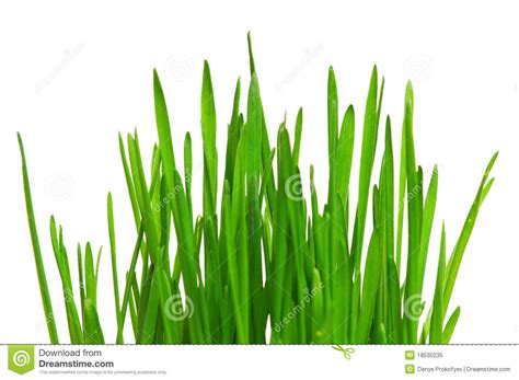 12 Wheatgrass Vector Free Images Prairie Grass Vector Wheatgrass Vector Art And Drawing 12 Wheatgrass Vector Free Images Prairie Grass Vector Wheatgrass Vector Art And Drawing