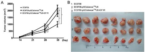 Igf 1r Induces Tumor Growth In Mouse Xenografts A The Volume Of Download Scientific Diagram