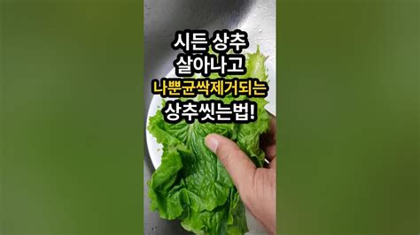 시든 상추 살아나고 대장균 싹 제거됩니다 상추 씻는 법 상추 대장균 상추 기생충 상추 상추씻는법 상추대장균 상추기생충 Youtube