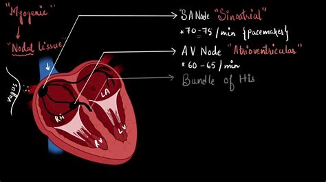 Sinoatrial Node Heart Model