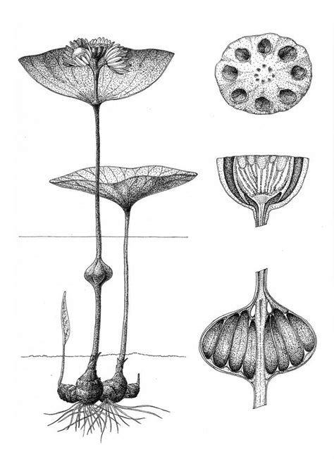 Image Result For Scientific Plant Drawings Scientific Drawing Plant