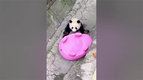 🐼熊猫 囧态”大合集😂😂😂网友：大熊猫为啥需要被保护，这下知道原因了吧😉 Youtube