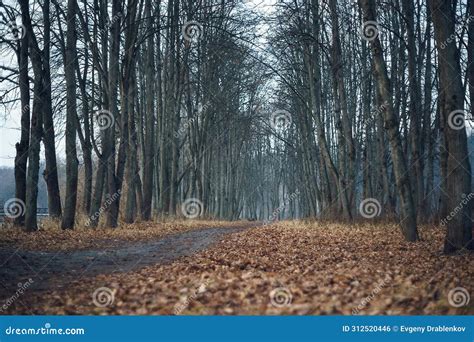 Autumn Landscape With Naked Bare Trees Trunks And Dry Falling Leaves On The Ground Stock Photo