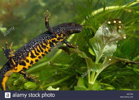 Newt Eggs High Resolution Stock Photography And Images Alamy