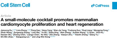 雷晓光团队与合作者共同开发出促进心脏再生和治疗心梗的小分子药物组合 科研进展 北京大学化学与分子工程学院