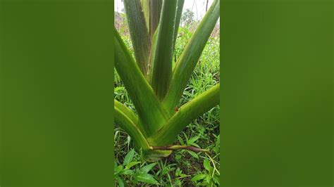 কচু চাষ Youtube