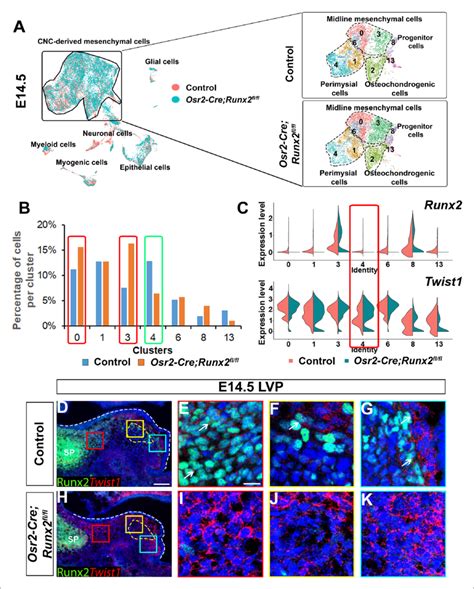 Loss Of Runx2 Results In Altered Cell Fate Of Cranial Neural Crest