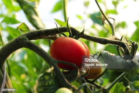 온실에서 토마토를 재배합니다 온실에 잎이 있는 포도나무에 토마토 건강한 식생활에 대한 스톡 사진 및 기타 이미지 건강한 식생활 과일 깨끗한 Istock