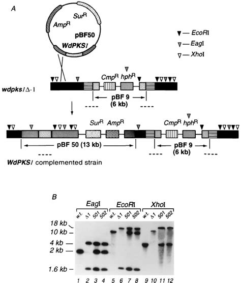 Alignment Of Wdpks1p Active Sites With Those Of Other Type I Polyketide Download Scientific