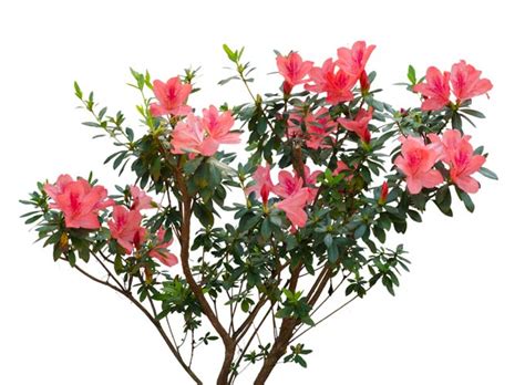 How To Propagate Azaleas Gardener S Path