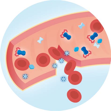 Clotting Cascade How Blood Clots Form