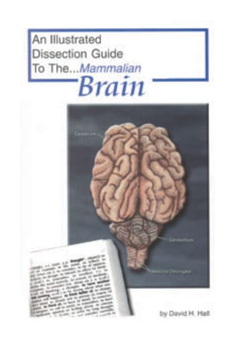 Mammalian Organ Dissection Guideseducation Suppliesbiology Classroom