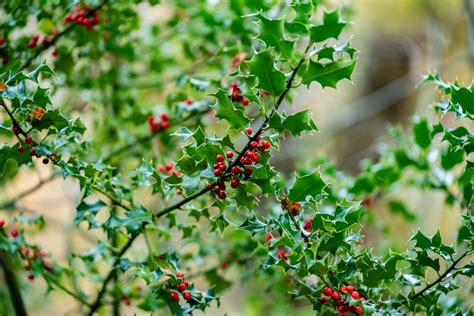 Fast Growing Evergreen Trees For Privacy 10 Species Ranked By Growth