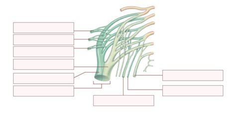 Sacral Plexus Diagram Quizlet