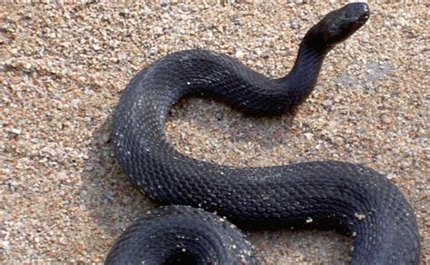 Отруйну гадюку Нікольського виявили в приватній садибі під Києвом Вечірній Київ