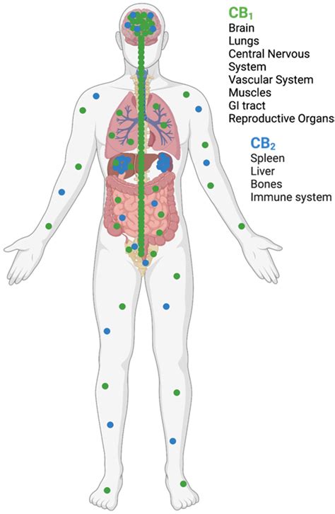 Antibacterial Effects Of Phytocannabinoids