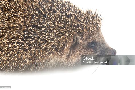 에리나세우스 유로파 흰색 배경에 일반적인 유럽 고슴도치 갈색에 대한 스톡 사진 및 기타 이미지 갈색 고슴도치 놀이 Istock