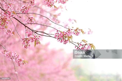 야생 히말라야 벚꽃 야외 자연에 아름다운 분홍색 벚꽃이 만발한 꽃 가지 태국의 핑크 사쿠라 꽃 꿈꾸는 낭만적 인 이미지 봄 풍경 0명에 대한 스톡 사진 및 기타 이미지