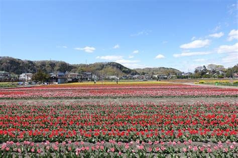 東京のチューリップ畑 2025年の有名な名所から穴場までおすすめスポット5選 歩いてみたブログ
