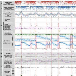 A DNA replication in human cells Polymerase ε synthesizes the leading Download Scientific