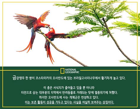내셔널지오그래픽 National Geographic Band Page