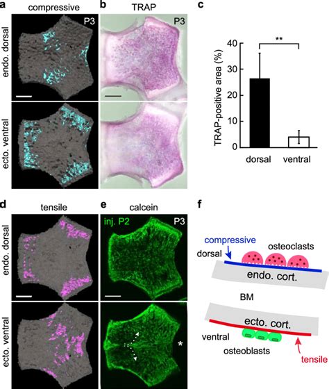 Finite Element Analysis FEA Of The Relationship Between Mechanical Download Scientific