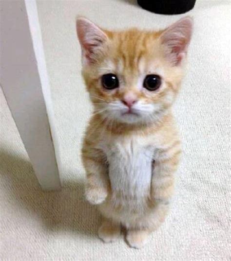 a slow meow meow medium