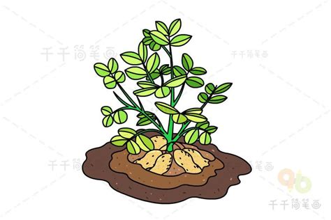 花生开花的简笔画怎么画（漂亮19张） 简笔画图片大全