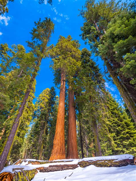 General Sherman Trail Giant Sequoias Sequoia Kings Canyon National