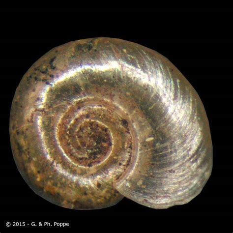 Lecture Notes In Medical Technology Lecture 9 The Intestinal Flukes