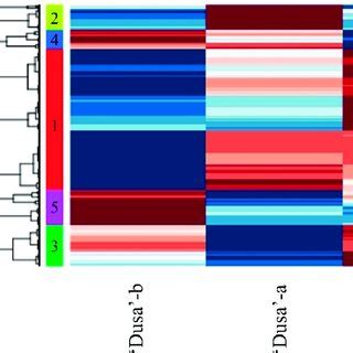 Hierarchical Clustering HCL Of Differentially Expressed Genes DEGs