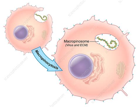 Ebola Virus Replication Illustration Stock Image C027 7205 Science Photo Library