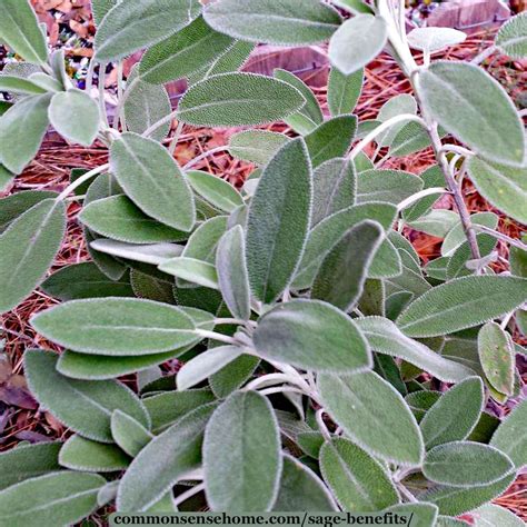 Sage Herb Garnishes