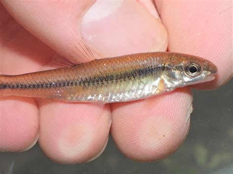 About Bluntnose Minnow Maryland Biodiversity Project