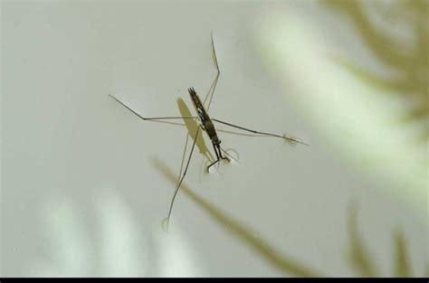 黾蝽 水鳖子 伤感说说吧