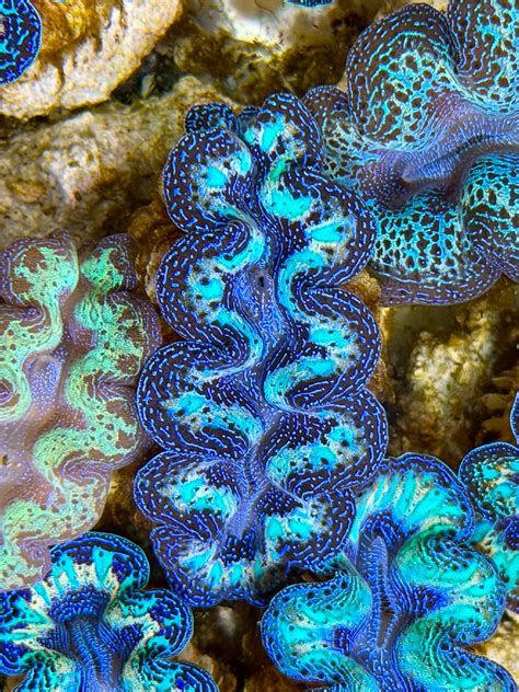 Ultra Rainbow Crocea Clam Captive Bred B Clam Mania