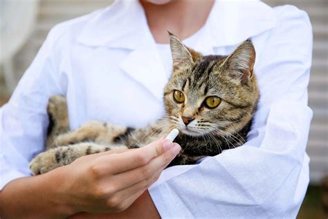 Gabapentin For Cats Use And Dosage Money