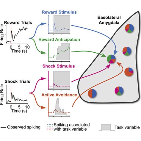 Multi Dimensional Coding By Basolateral Amygdala Neurons Neuron