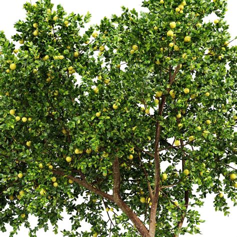 Fruit Tree Lemon And Big Joy Perfume Orange Michelia Champaca Tree 3d