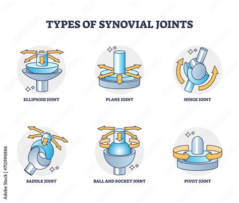Plakát Types Of Synovial Joints Movement Classification For Body