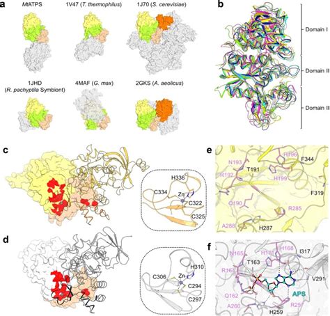Assimilatory Sulfate Reduction In The Marine Methanogen Methanothermococcus Thermolithotrophicus