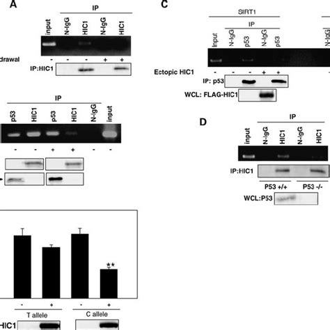 The C T SNP Affects Occupancy By P Of The SIRT Promoter A ChIP Download Scientific