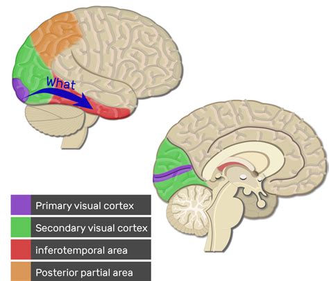 Calcarine Cortex Cerebral Cortex Lesions SpringerLink