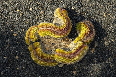 선인장 란사로테 카나리아 제도 Pixabay의 무료 사진