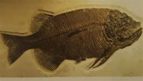 Solved Race Fossils Exercises 6 Examine The Specimen In The