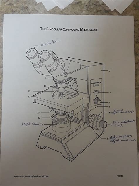 Binocular Compound Microscope And Label The Parts At James Glassman Blog