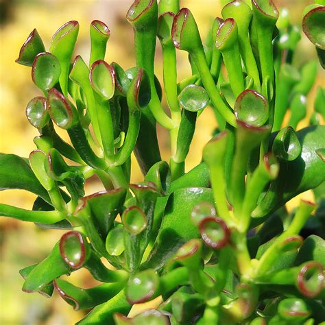 Finger Jade Plant Flower Jade Tree In Los Angeles Ca Downtown
