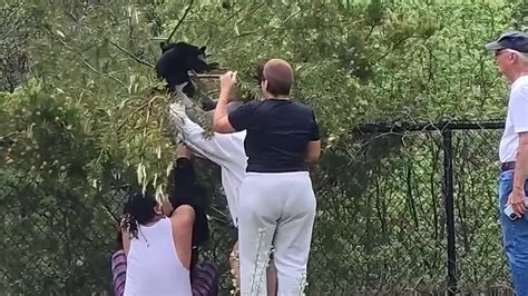 2024 Hummingbird Spring Migration See Interactive Map Feeding Tips