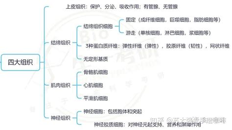 普通生物学思维导图 脊椎动物的结构与功能 知乎